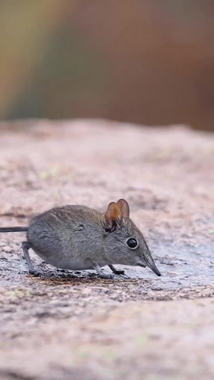 Слоновый прыгунчик