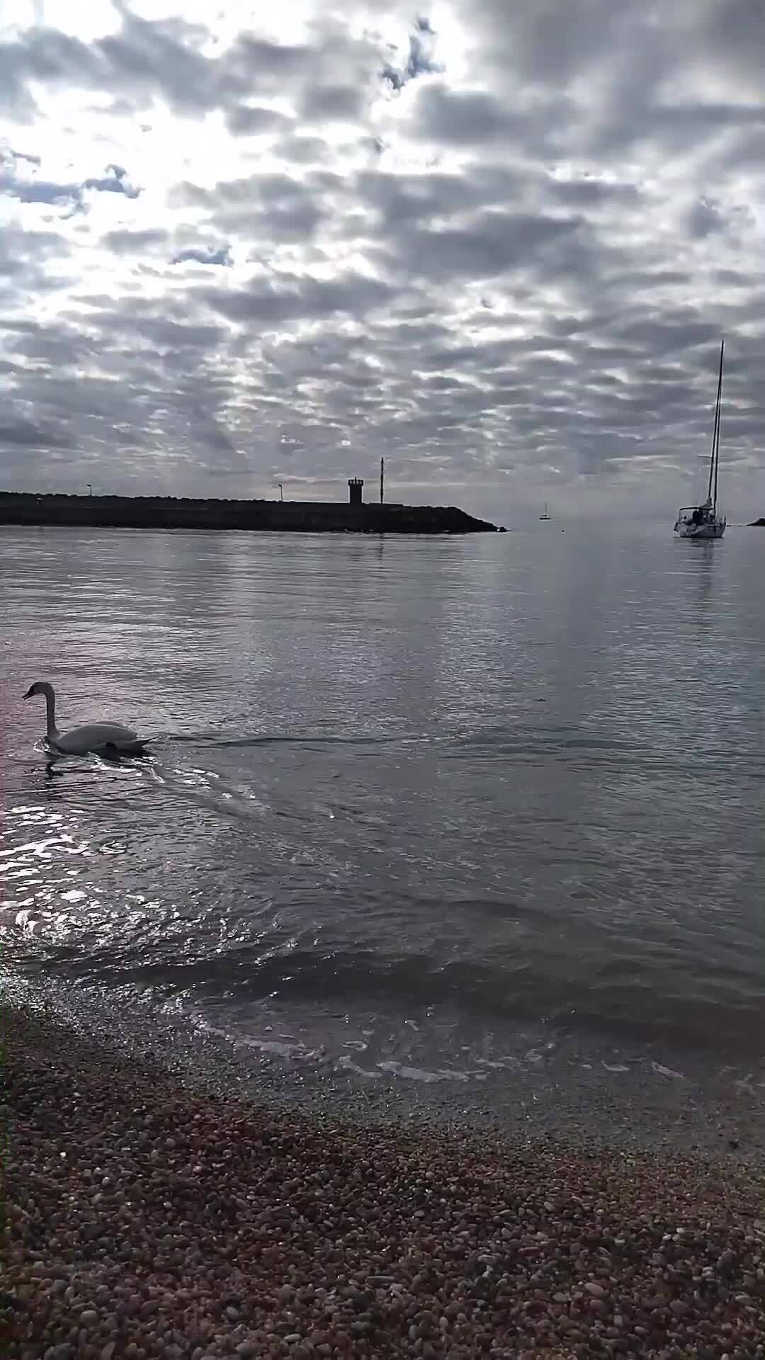 На побережье Рима в морском порту появился лебедь