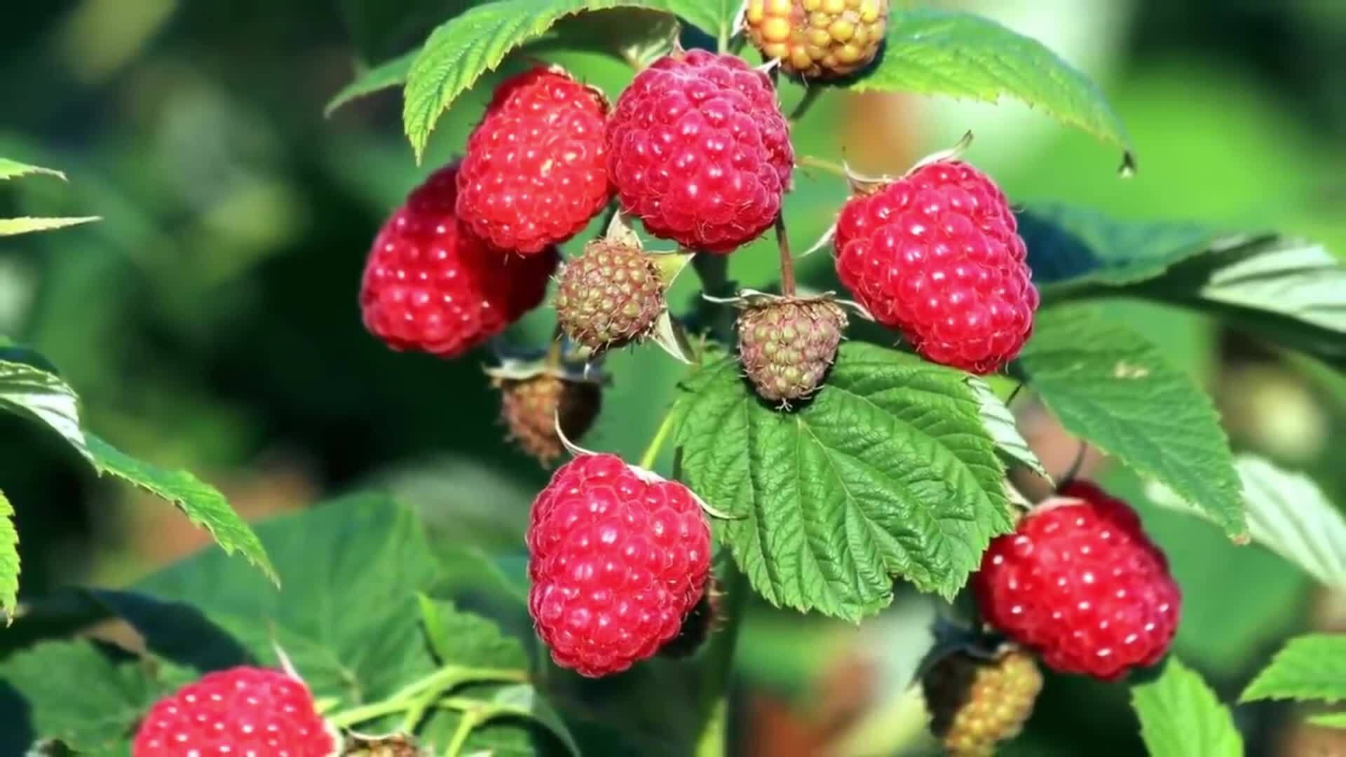 Ягода малинка. И цветы, цветы