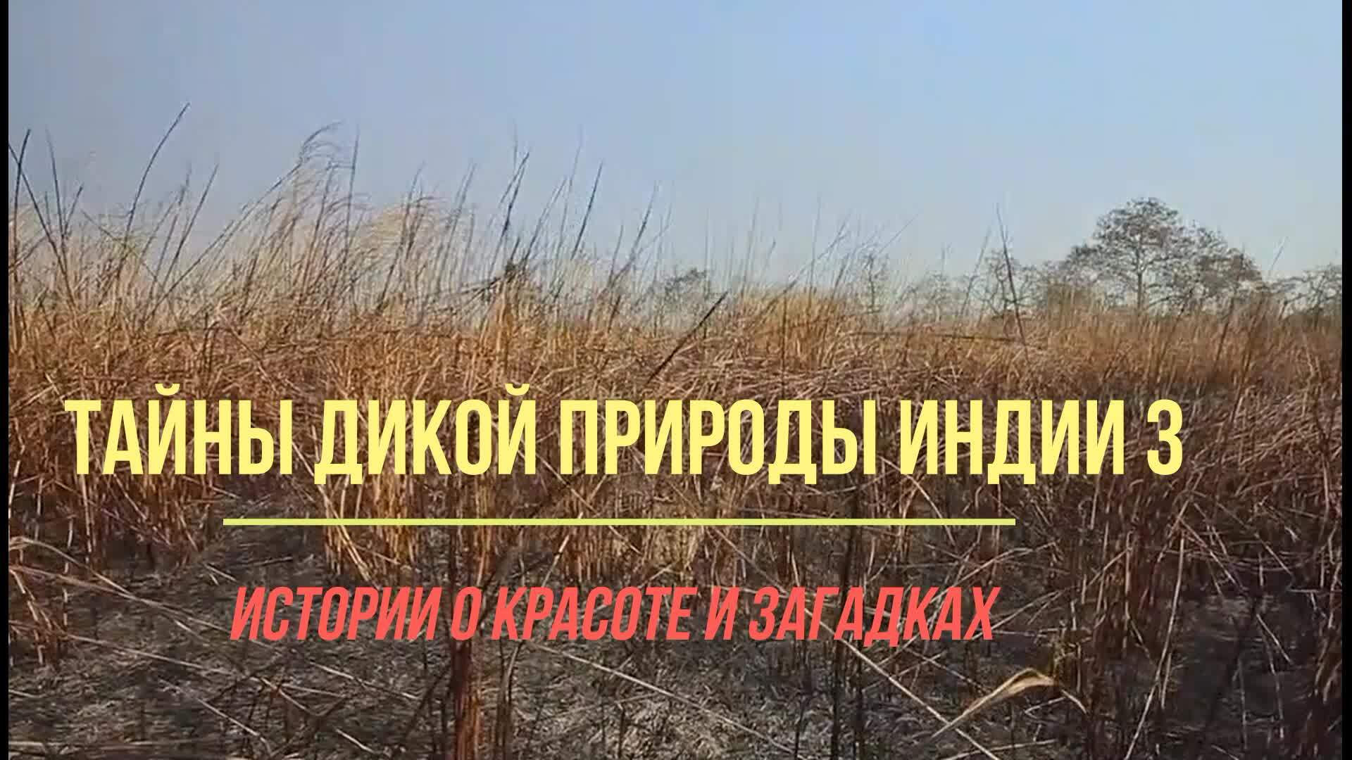 🎥Тайны дикой природы Индии истории о красоте и загадках 3 Осинкин А