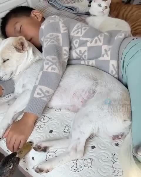 Сонное царство...