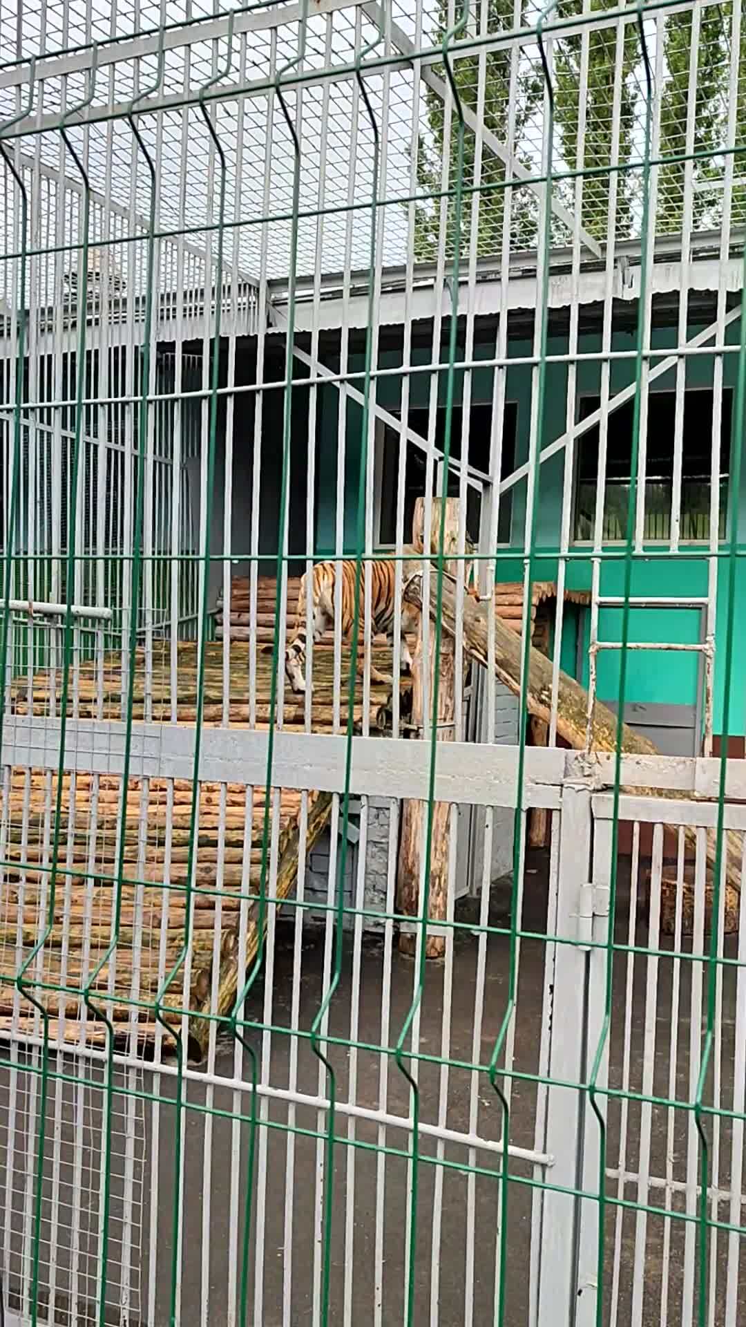 Величественный хищник